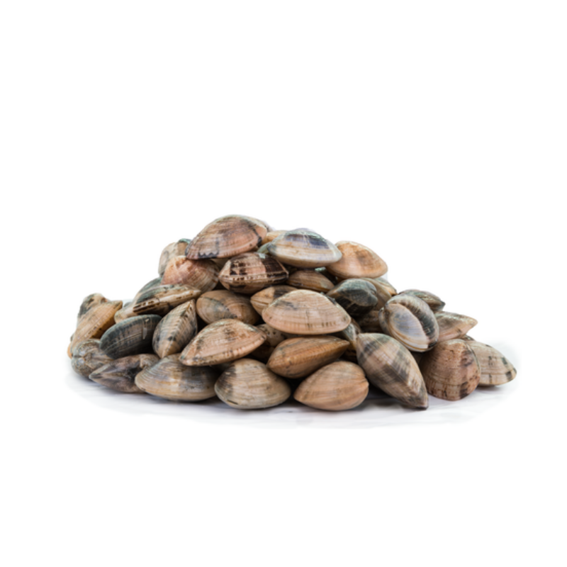 Flower Clams - Market Boy | SG Wet Market Online | Seafood